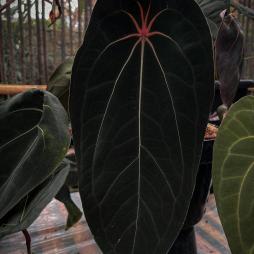 Anthurium Red Spider | PLNT